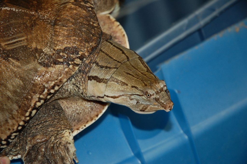 Turtles, Mussels, and Bricks — a Triple Crown of Award-winning Proposals